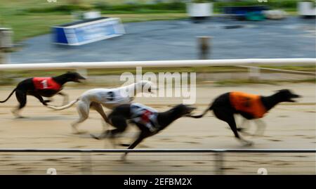 Greyhounds - Romford Greyhound Stadium Stock Photo - Alamy