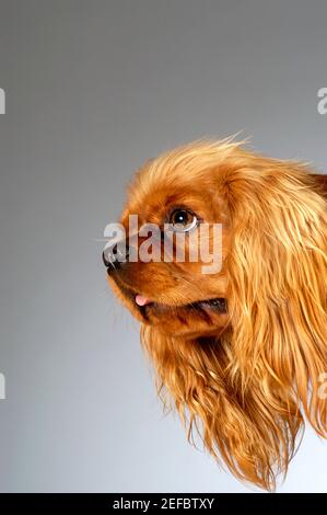 Cocker Spaniel dog sticking head between pickets in fence Stock Photo ...