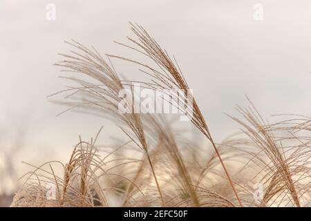 Waving brown reed at sunset in front of a lake and a cloudy sky in ...
