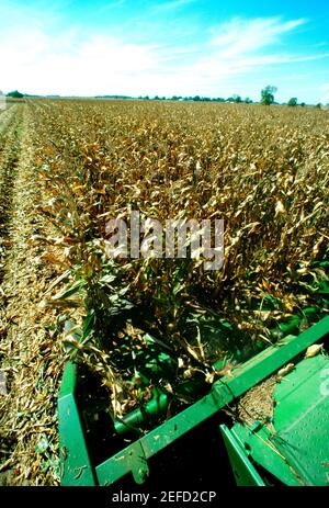 A combine harvesting corn in Henry County, Iowa Stock Photo - Alamy