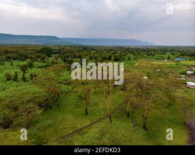 Primal Virgin Forest of Manyara National Park Concervation Area in East ...