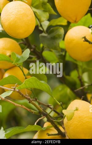 Close up of a lemon, Cinque Terre National Park, La Spezia, Liguria ...