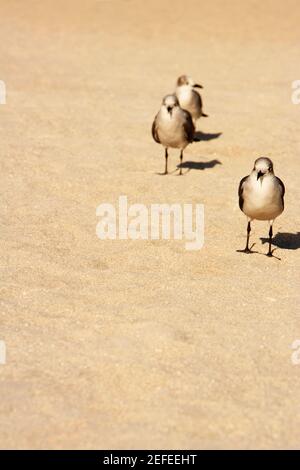 Seagulls on the beach, North Beach, Miami Beach, Florida, USA, North ...