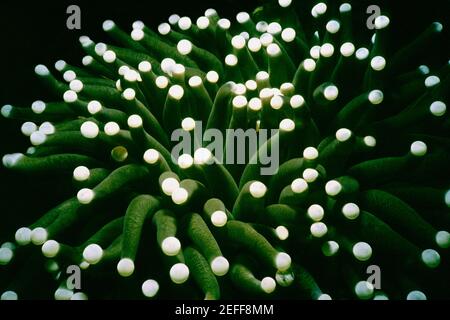 Long Tentacle Plate Coral (Heliofungia actiniformis), side view Stock ...