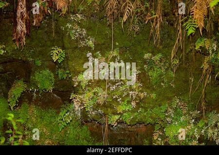 Moss at Hawaii Volcanoes National Park Stock Photo - Alamy