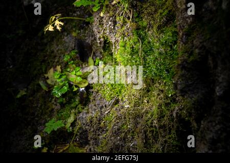 A natural spring of water flows from the hillside in the mountains of ...