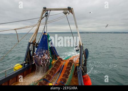 Cod end of fishing trawler net full of haddock, pollock, cod fish and ...