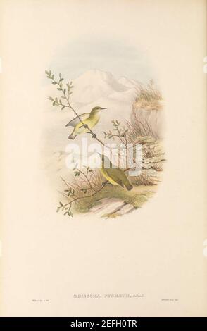 Oedistoma pygmaeum - The Birds of New Guinea (cropped2 Stock Photo - Alamy
