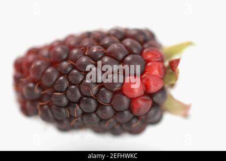 Blackberries bunch close Stock Photo - Alamy