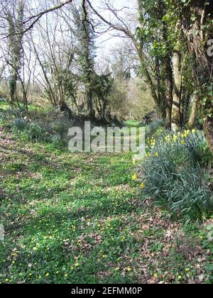 Daffodils in the kent countryside Stock Photo - Alamy
