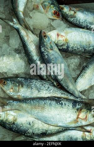 Tenualosa ilisha (ilish, hilsa, hilsa herring or hilsa shad) fish pieces on plate, spicy Indian ...