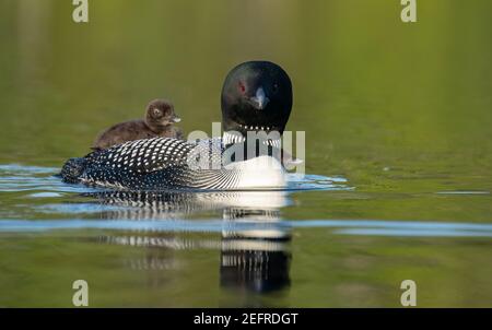 A common loon in New England Stock Photo - Alamy
