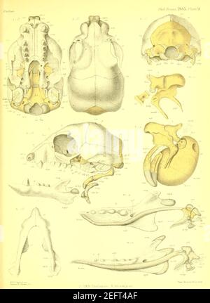 On the structure and development of the skull in the mammalia (Plate 1 ...