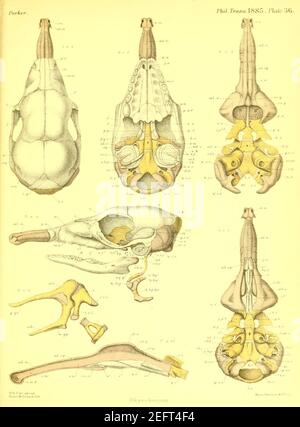 On the structure and development of the skull in the mammalia (Plate 12 ...