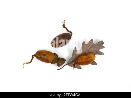 Acorn germination isolated on white background Stock Photo - Alamy
