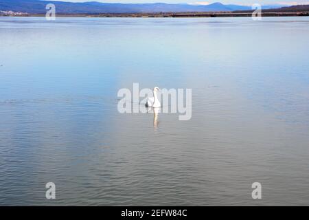 a swan swims on the river Danube Vienna Austria autumn season Stock ...
