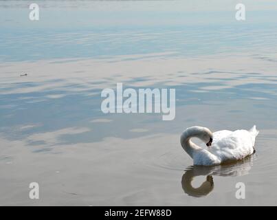 a swan swims on the river Danube Vienna Austria autumn season Stock ...