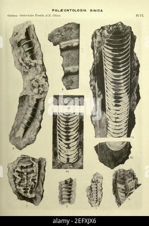 Ordovician fossils of north China Stock Photo - Alamy