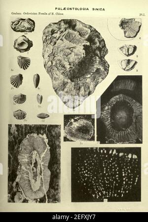 Ordovician fossils of north China Stock Photo - Alamy