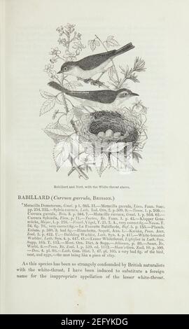 Ornithological dictionary of British birds (Page 187 Stock Photo - Alamy