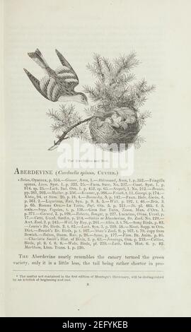 Ornithological dictionary of British birds (Page 69) BHL43750217 Stock ...