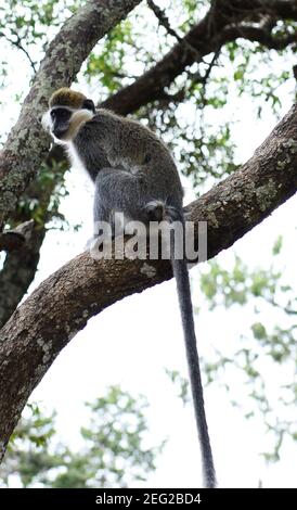 A Grivet monkey in Tigray, Ethiopia Stock Photo - Alamy