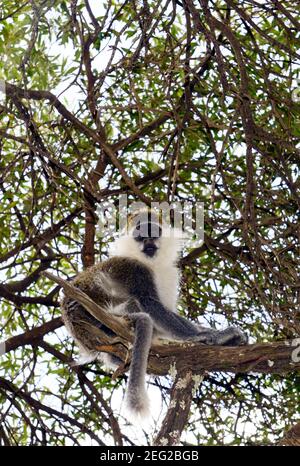 A Grivet monkey in Tigray, Ethiopia Stock Photo - Alamy