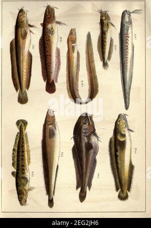 Our country's fishes and how to know them (Plate 18) (5985050668 Stock ...
