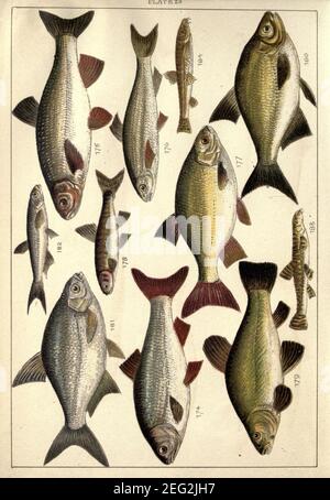 Our country's fishes and how to know them (Plate 23) (5984488099 Stock ...
