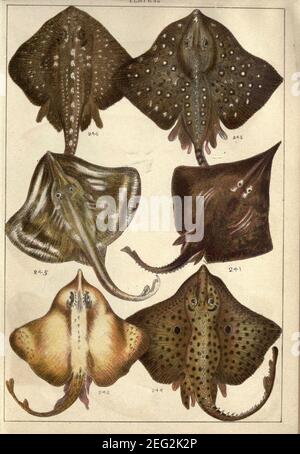 Our country's fishes and how to know them (Plate 32) (5984490303 Stock ...