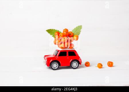 White wooden background autumn rowan berries leaves. Flat lay, top view ...