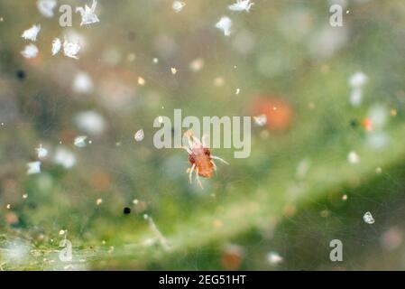 Two spotted spider mite eggs Tetranychus urticae on a plant leaf ...