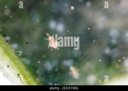 Two spotted spider mite eggs Tetranychus urticae on a plant leaf ...