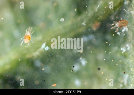 Two spotted spider mite eggs Tetranychus urticae on a plant leaf ...