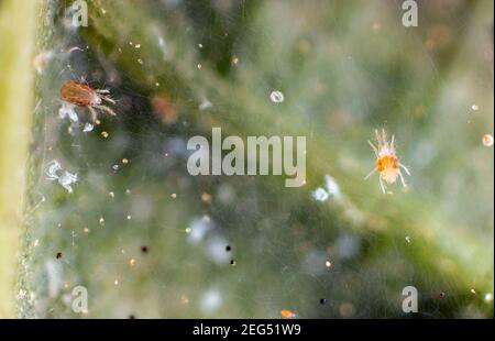 Two spotted spider mite eggs Tetranychus urticae on a plant leaf ...