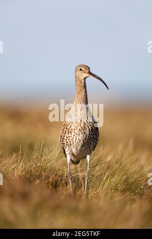 Curlew (Numenius arquata), North Pennines Area of Outstanding Natural ...