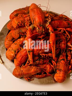 Lots of boiled red crayfish on a plate of dill. Close up. Macro mode ...