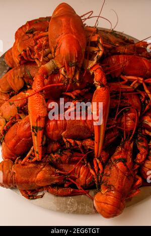 Lots of boiled red crayfish on a plate of dill. Close up. Macro mode ...