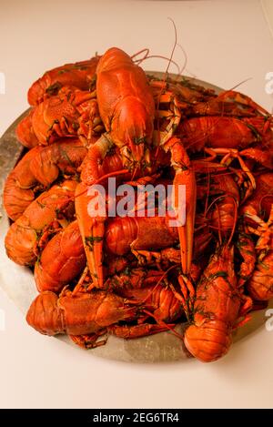 Lots of boiled red crayfish on a plate of dill. Close up. Macro mode ...