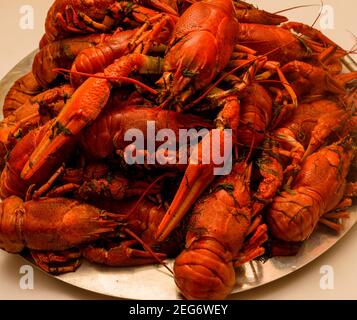 Lots of boiled red crayfish on a plate of dill. Close up. Macro mode ...