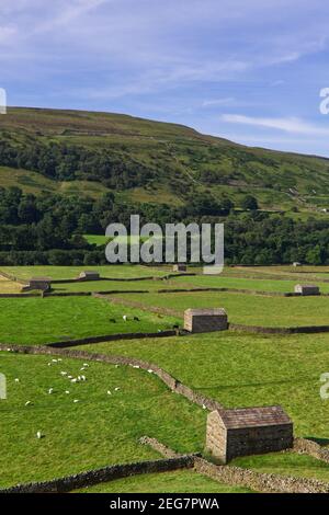 Stone barns and sheep at Gunnerside village, Swaledale; Yorkshire Dales ...