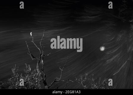 Windy nights in the wild Stock Photo - Alamy