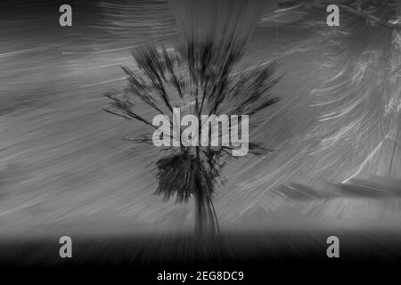 Windy nights in the wild Stock Photo - Alamy