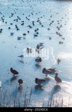 wild ducks on ice, winter park Stock Photo - Alamy
