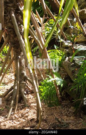 Pandanus sanderi - variegated screw pine Stock Photo - Alamy