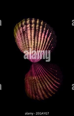 Beautiful sea old seashells in neon light. Minimalism retro style ...
