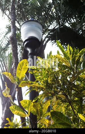 Codiaeum variegatum Gold Dust plant closeup Stock Photo - Alamy