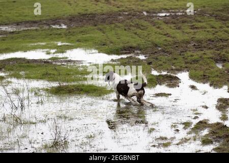 ENGLISH SPRINGER SPANIEL IN MUDDY WATER Stock Photo - Alamy