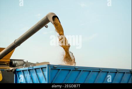 Wheat grains unloading from harvester combine into truck trailer Stock ...