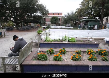 Winter comes to Urban Gardens, with protective white cloth coverings ...